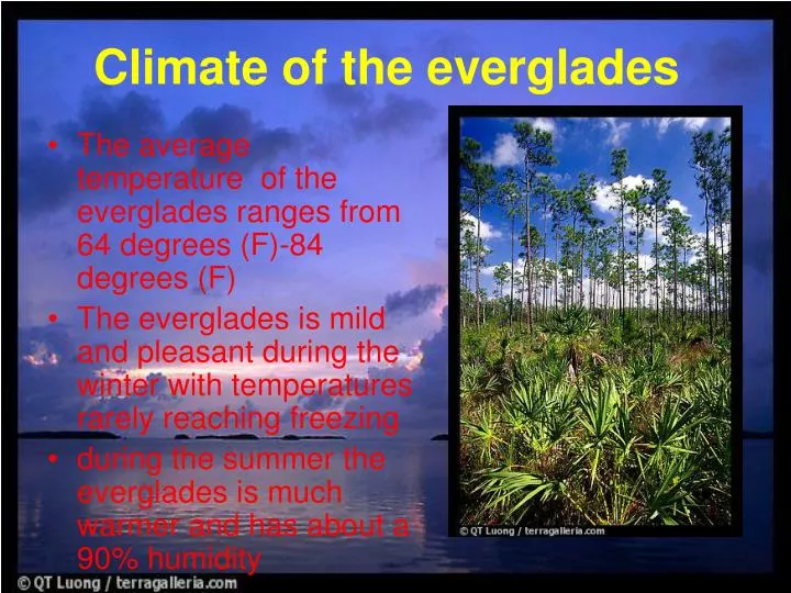 PPT - The average temperature of the everglades ranges from 64 degrees ...