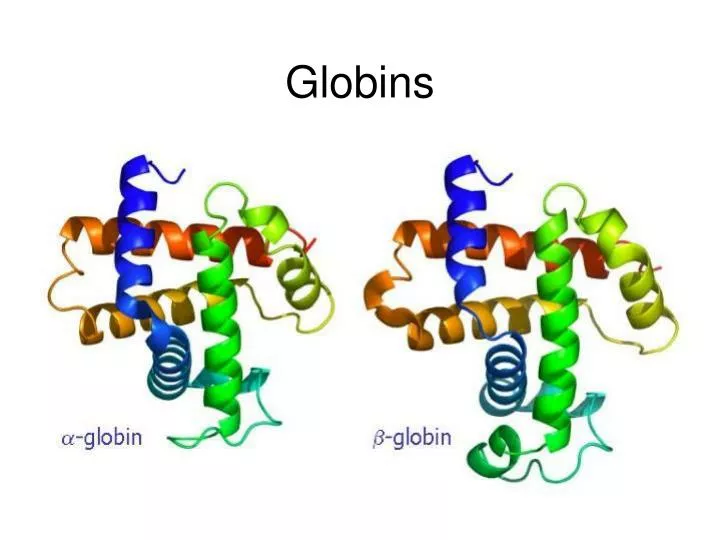 PPT - Globins PowerPoint Presentation, free download - ID:1290804