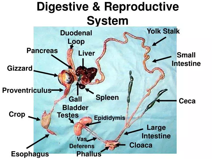 PPT - Digestive & Reproductive System PowerPoint Presentation, free ...