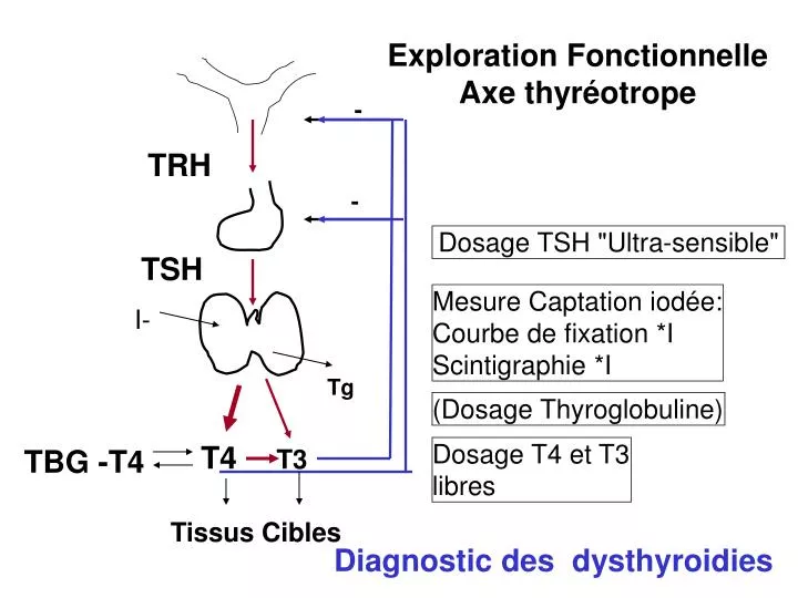PPT - T4 T3 PowerPoint Presentation, free download - ID:1291933