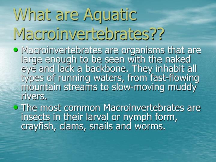PPT - Aquatic Macroinvertebrates & What They Tell Us About the Water ...