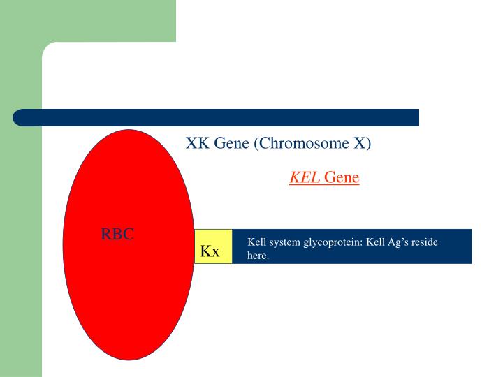 PPT - Other Blood Groups PowerPoint Presentation - ID:1292491
