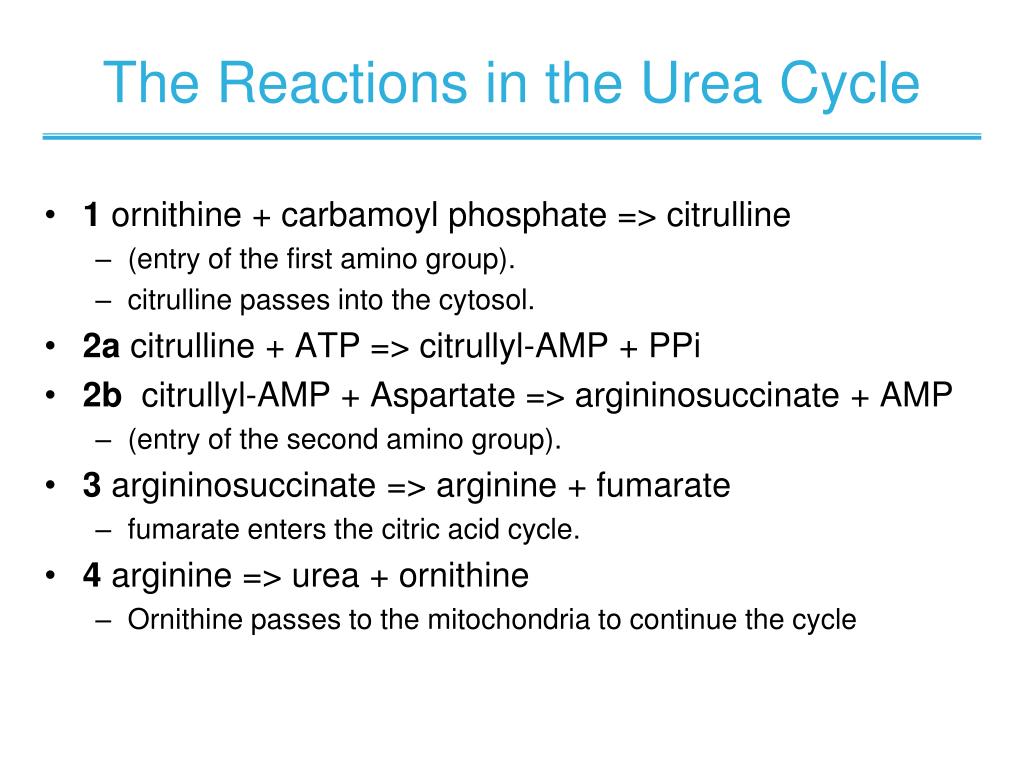 PPT - CHAPTER 18 Amino Acid Oxidation Production of Urea PowerPoint ...