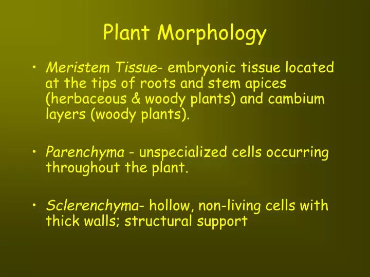 PPT - Plant Morphology PowerPoint Presentation, free download - ID:1293665