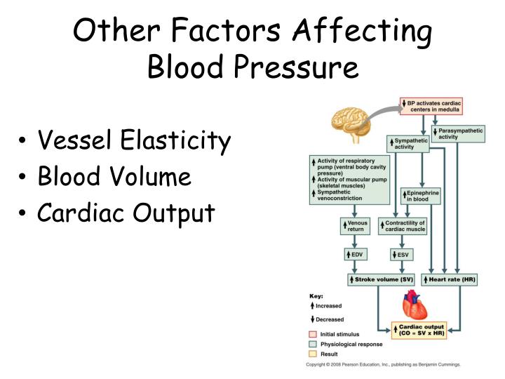 PPT - Blood Vessels and Hemodynamics PowerPoint Presentation - ID:1293906