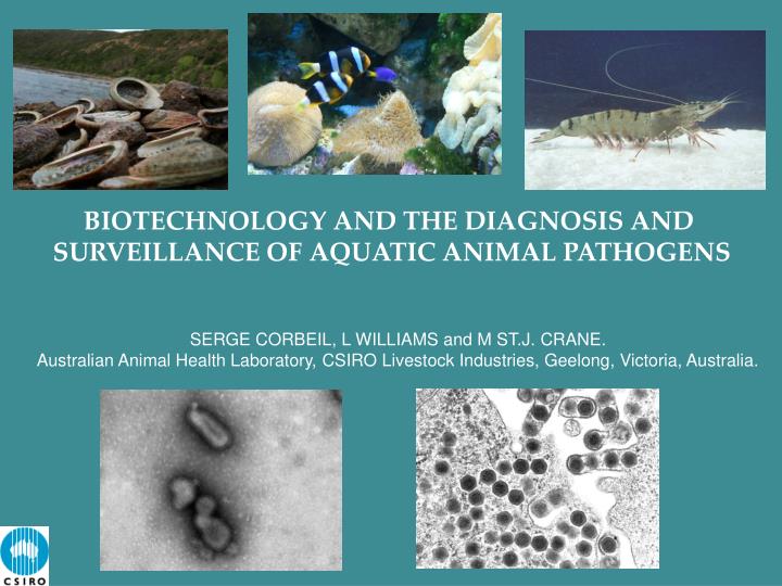 PPT - BIOTECHNOLOGY AND THE DIAGNOSIS AND SURVEILLANCE OF AQUATIC ...