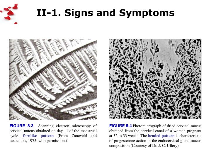 PPT - Chapter 8. Prenatal Care PowerPoint Presentation - ID:1297335