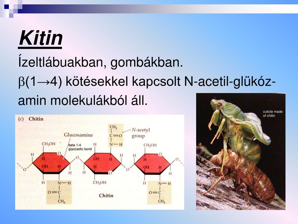 PPT - Szénhidrátok PowerPoint Presentation, free download - ID:1297438
