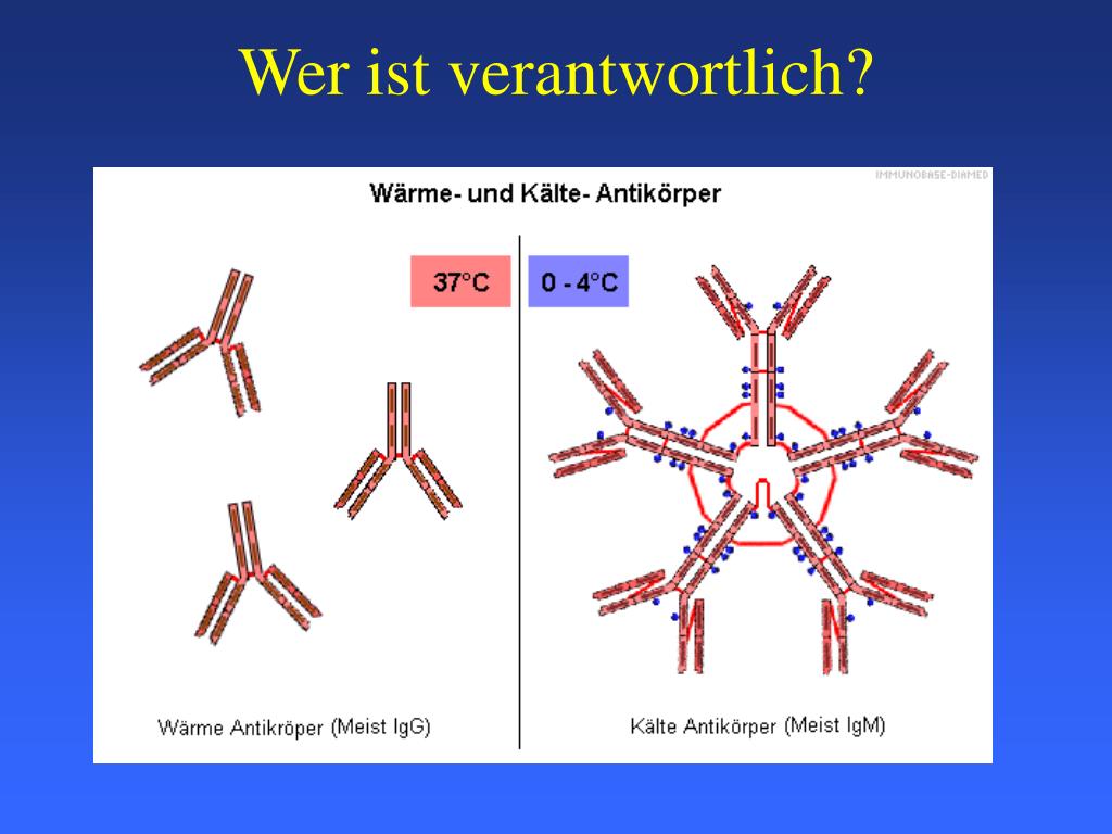 PPT - Blutbank und Immunhämatologie I PowerPoint Presentation, free ...