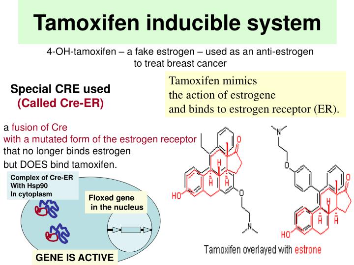 PPT - Knock-out animals and Transgenic animals PowerPoint Presentation ...