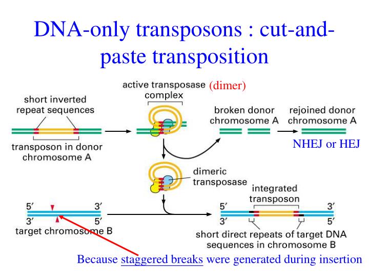 PPT - Site-specific recombination PowerPoint Presentation - ID:1299658