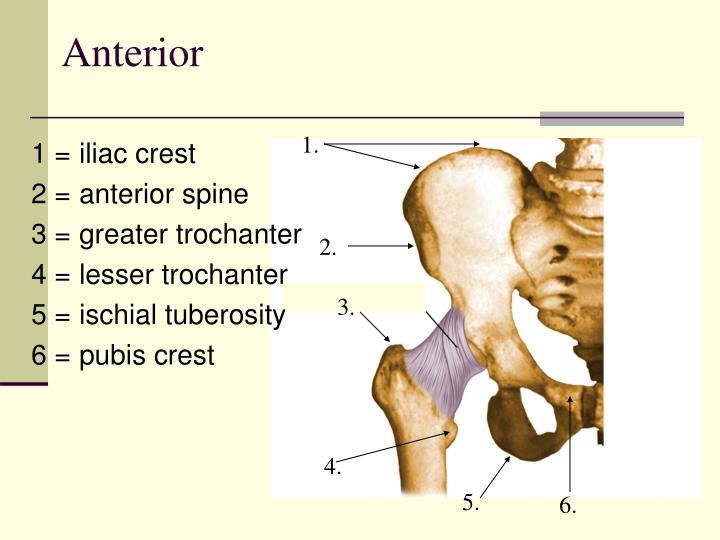 PPT - THE HIP JOINT PowerPoint Presentation - ID:1300984