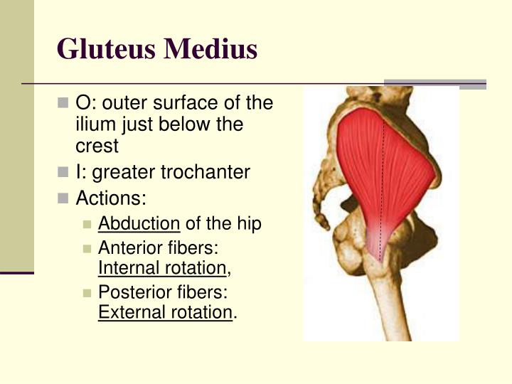 PPT - THE HIP JOINT PowerPoint Presentation - ID:1300984