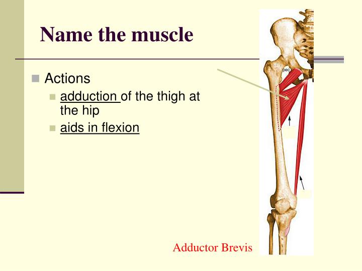 PPT - THE HIP JOINT PowerPoint Presentation - ID:1300984
