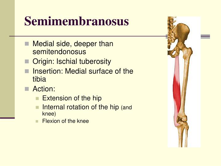 PPT - THE HIP JOINT PowerPoint Presentation - ID:1300984