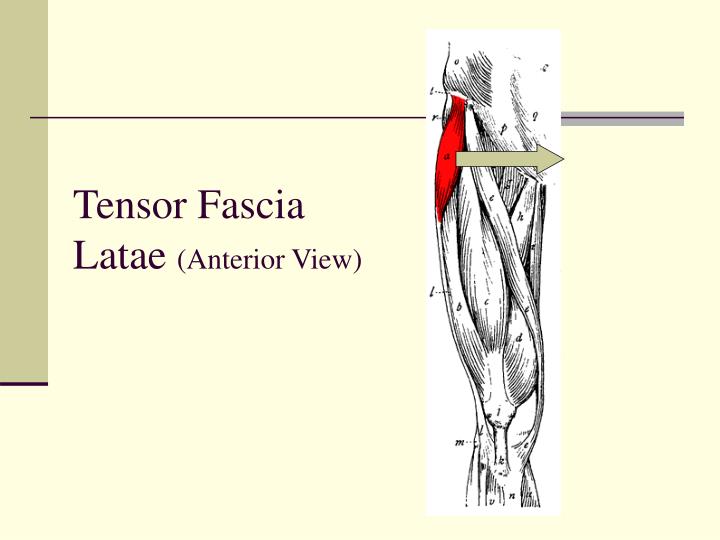 PPT - THE HIP JOINT PowerPoint Presentation - ID:1300984