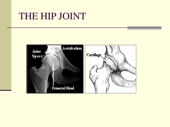 PPT - THE HIP JOINT PowerPoint Presentation, free download - ID:1300984