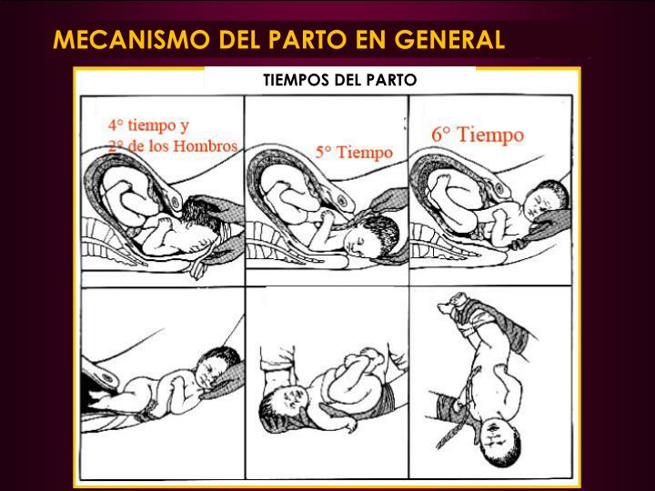 PPT - TRABAJO DE PARTO PowerPoint Presentation - ID:1301026