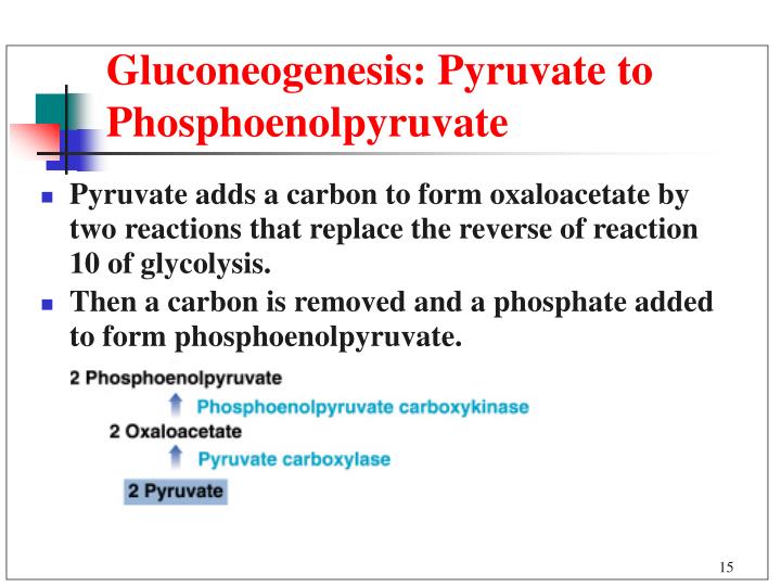 PPT - Chapter 23 Metabolic Pathways for Carbohydrates PowerPoint ...