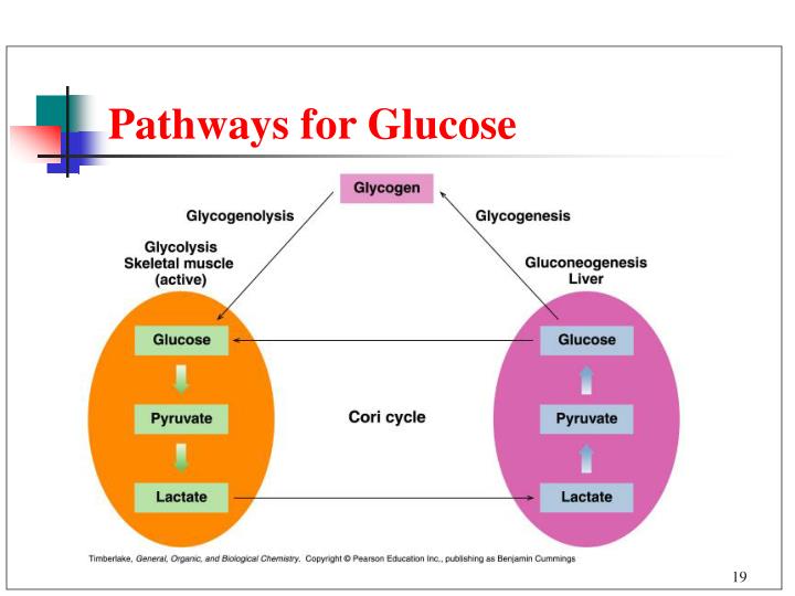 PPT - Chapter 23 Metabolic Pathways for Carbohydrates PowerPoint ...