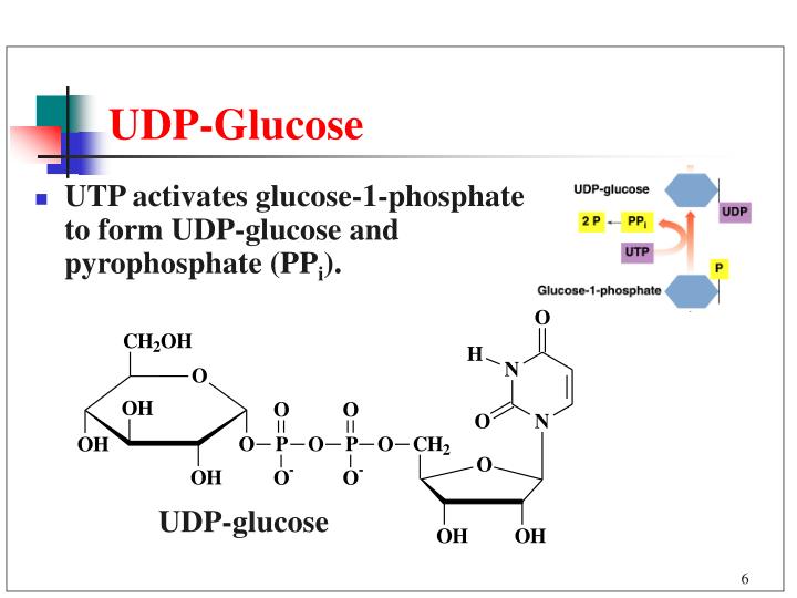 PPT - Chapter 23 Metabolic Pathways for Carbohydrates PowerPoint ...