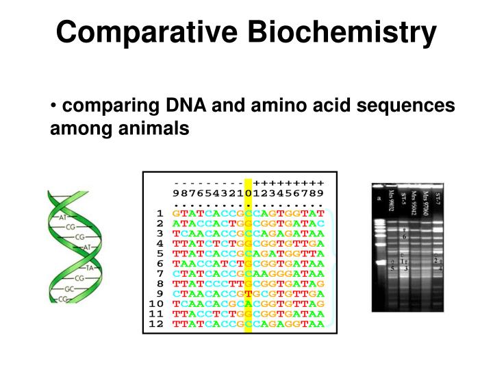 PPT - Animal Diversity BSC 2011L PowerPoint Presentation - ID:1302261