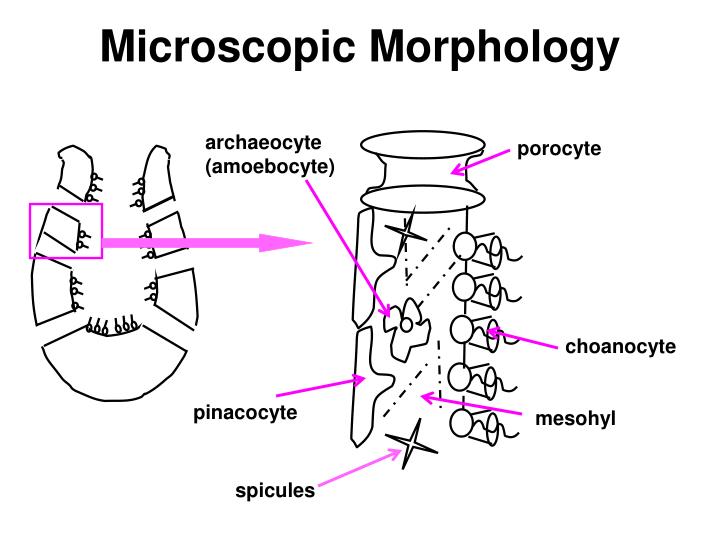 PPT - Animal Diversity BSC 2011L PowerPoint Presentation - ID:1302261