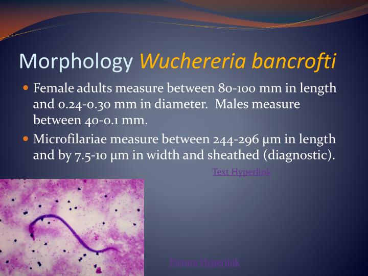 PPT - Wuchereria bancrofti & Brugia malayi PowerPoint Presentation - ID ...