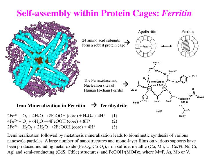 PPT - Synthesis and Characterization of Nanoparticulate Magnetic ...