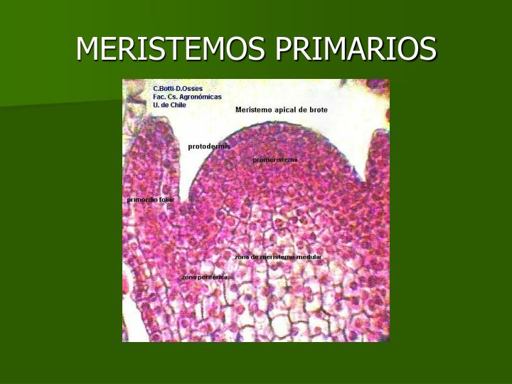 PPT - LOS TEJIDOS VEGETALES PowerPoint Presentation - ID:1304538