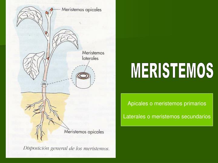 PPT - LOS TEJIDOS VEGETALES PowerPoint Presentation - ID:1304538