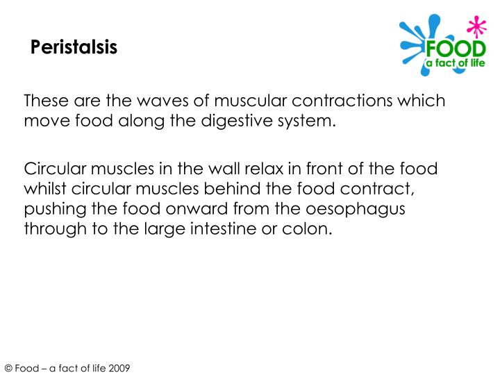 PPT - The digestion process PowerPoint Presentation - ID:1305263