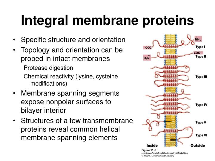 PPT - Membranes and Transport - Lehninger Chapter 11 PowerPoint ...
