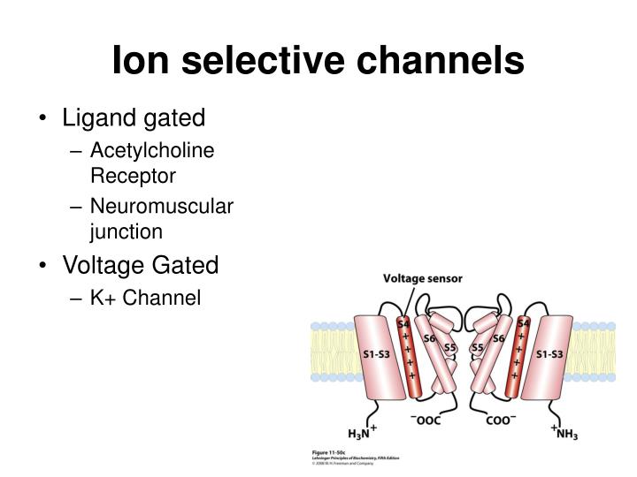 PPT - Membranes and Transport - Lehninger Chapter 11 PowerPoint ...