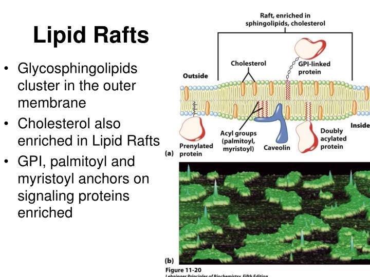 PPT - Membranes and Transport - Lehninger Chapter 11 PowerPoint ...