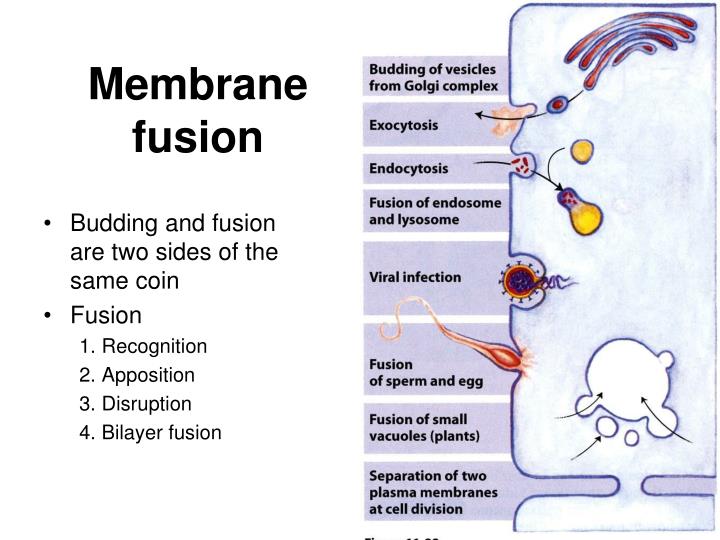 PPT - Membranes and Transport - Lehninger Chapter 11 PowerPoint ...