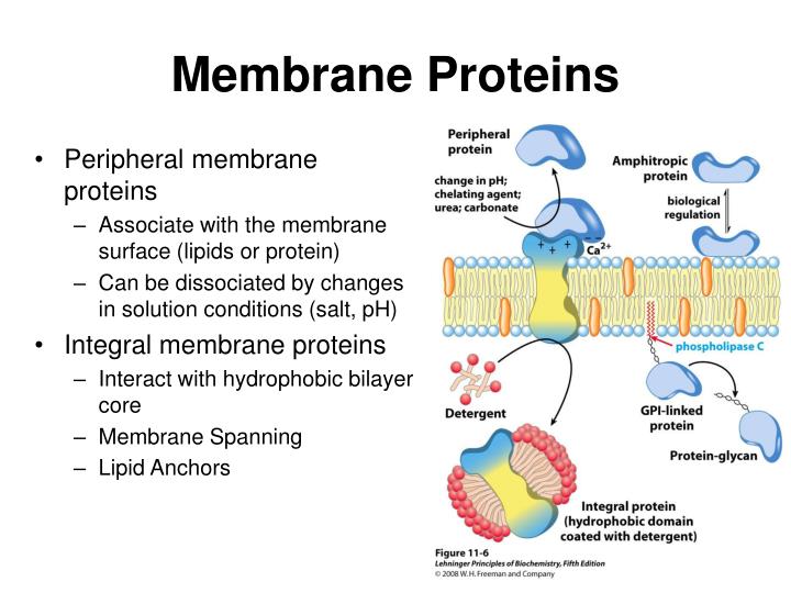 PPT - Membranes and Transport - Lehninger Chapter 11 PowerPoint ...