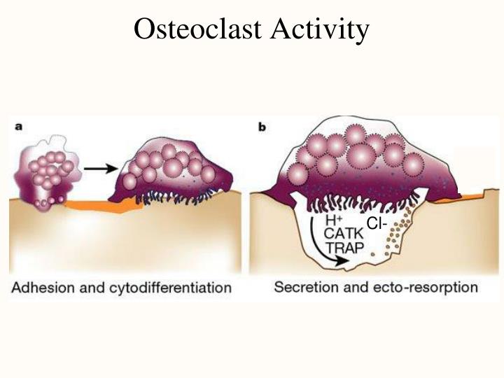 PPT - Bone Tissue PowerPoint Presentation - ID:1308140