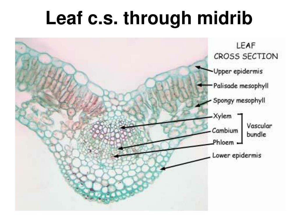 PPT Lovely Lovely Leaves PowerPoint Presentation Free Download ID PPT Lovely Lovely Leaves PowerPoint Presentation Free Download ID