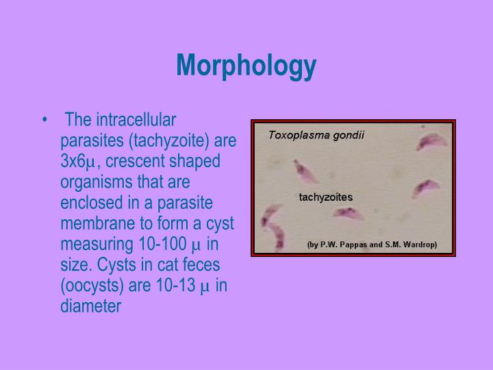 PPT - Toxoplasma gondii (toxoplasmosis) PowerPoint Presentation - ID ...