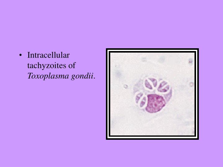 PPT - Toxoplasma gondii (toxoplasmosis) PowerPoint Presentation - ID ...