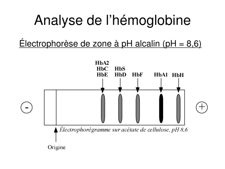 PPT - HEMOGLOBINE PowerPoint Presentation - ID:1308403