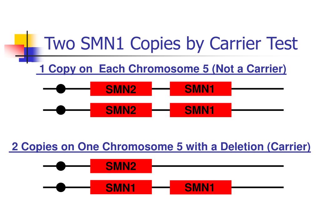 PPT - Genetics: The Whole Picture SMA Takes the Hill 2003 PowerPoint ...