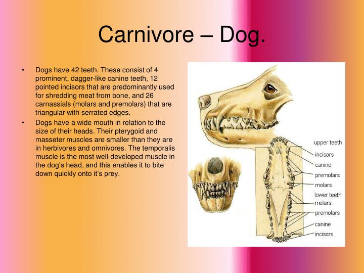 PPT - Diversity In Dentition PowerPoint Presentation - ID:1310118
