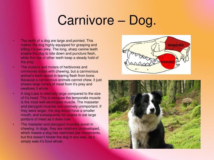 PPT - Diversity In Dentition PowerPoint Presentation - ID:1310118