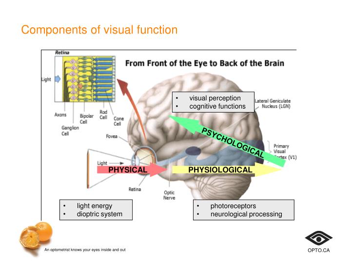 PPT - Diabetes and the Eye PowerPoint Presentation - ID:1310383