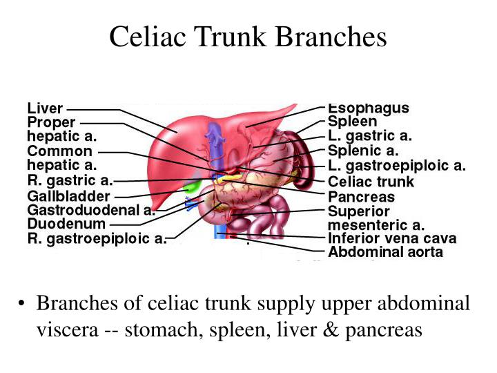 PPT - Chapter 20: Blood Vessels and Circulation PowerPoint Presentation ...