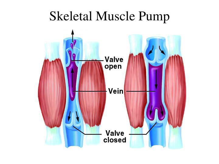PPT - Chapter 20: Blood Vessels and Circulation PowerPoint Presentation ...