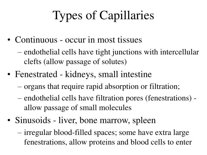 PPT - Chapter 20: Blood Vessels and Circulation PowerPoint Presentation ...
