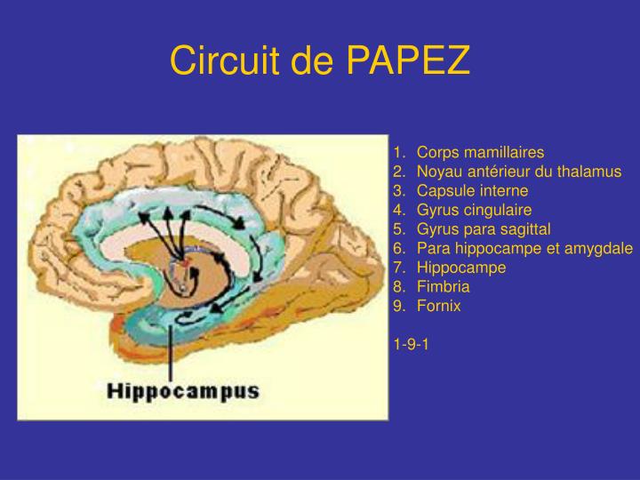 PPT - NEUROANATOMIE PowerPoint Presentation - ID:1311302